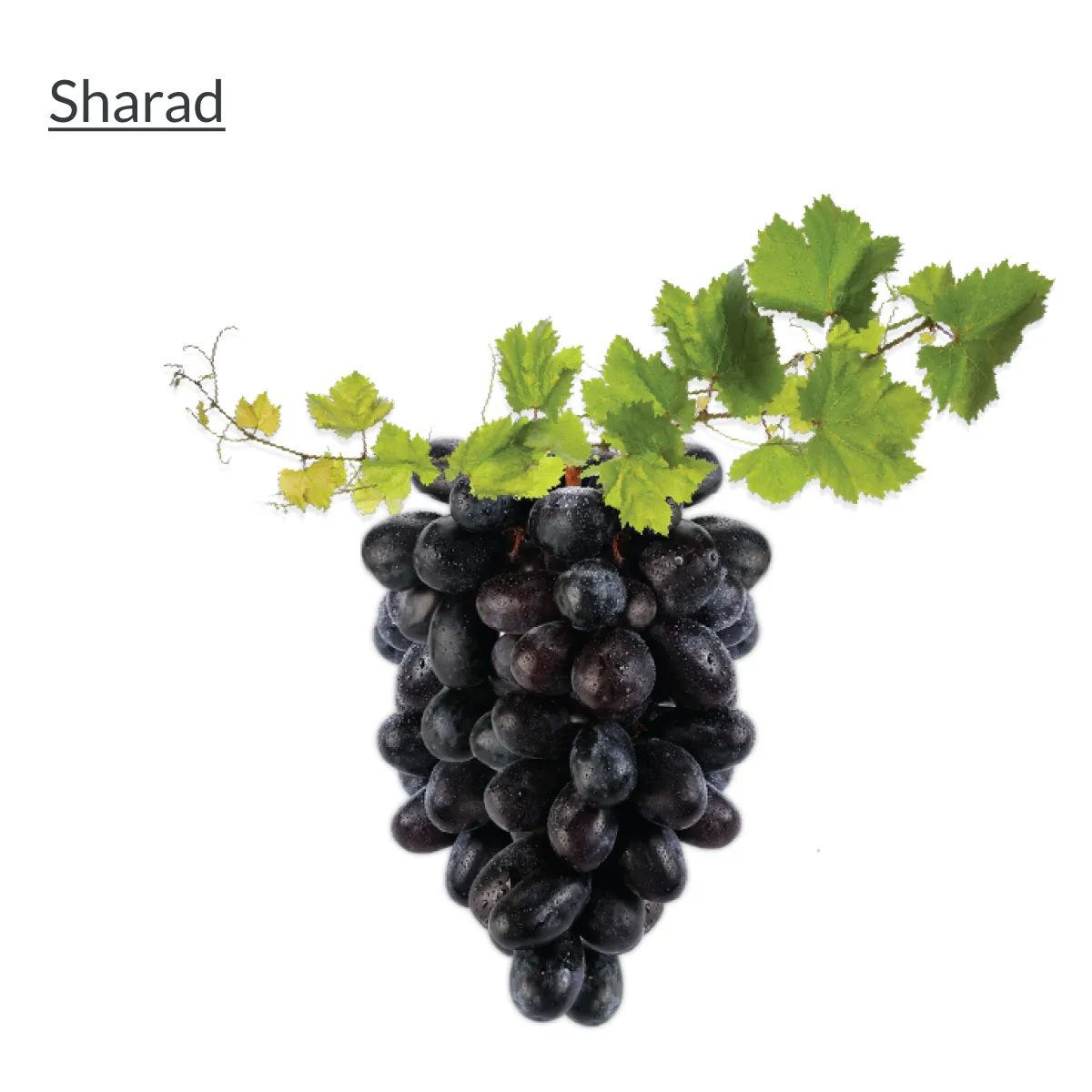 Core Crops | Sahyadri Farms