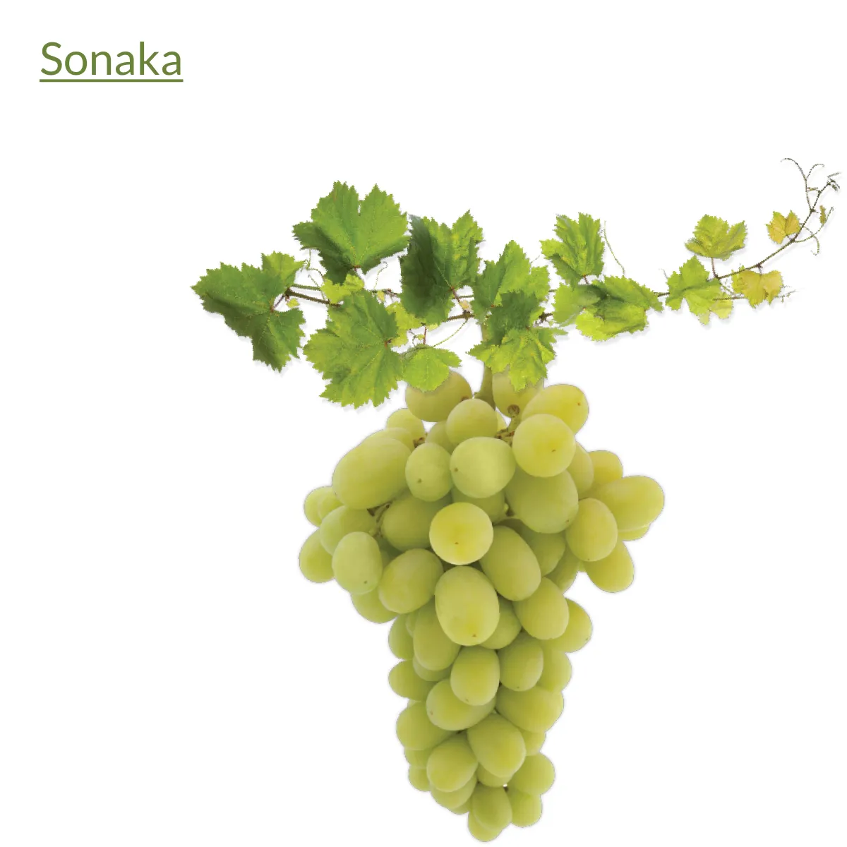 Core Crops | Sahyadri Farms