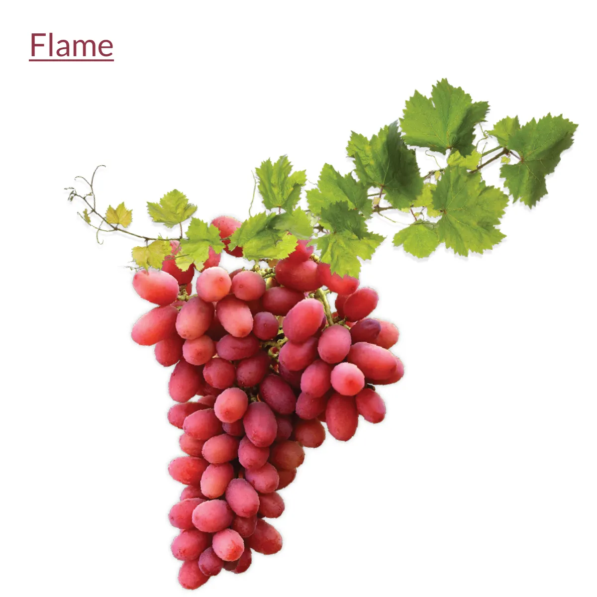 Core Crops | Sahyadri Farms