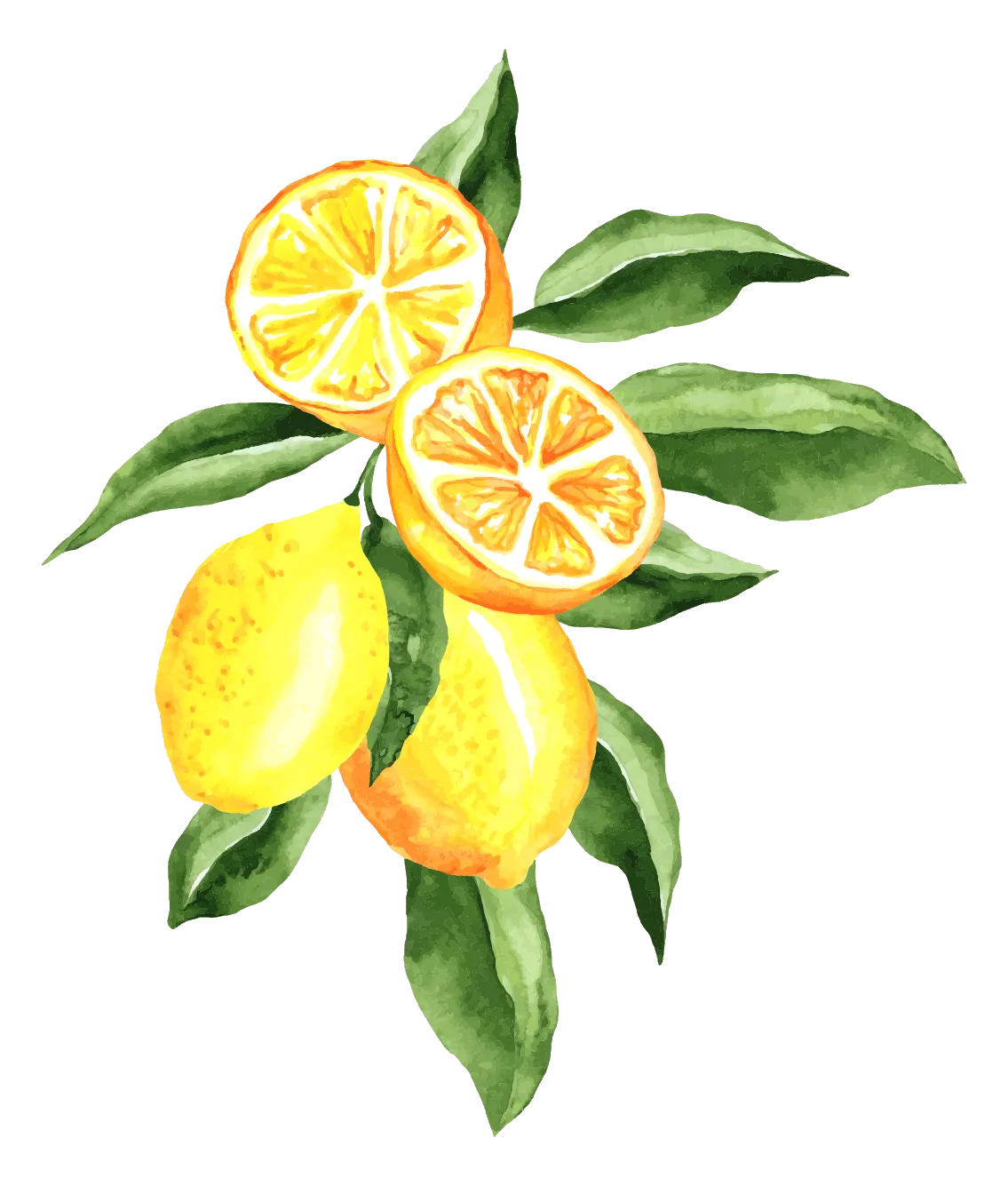 Contact Conserves Modernes Chtaura