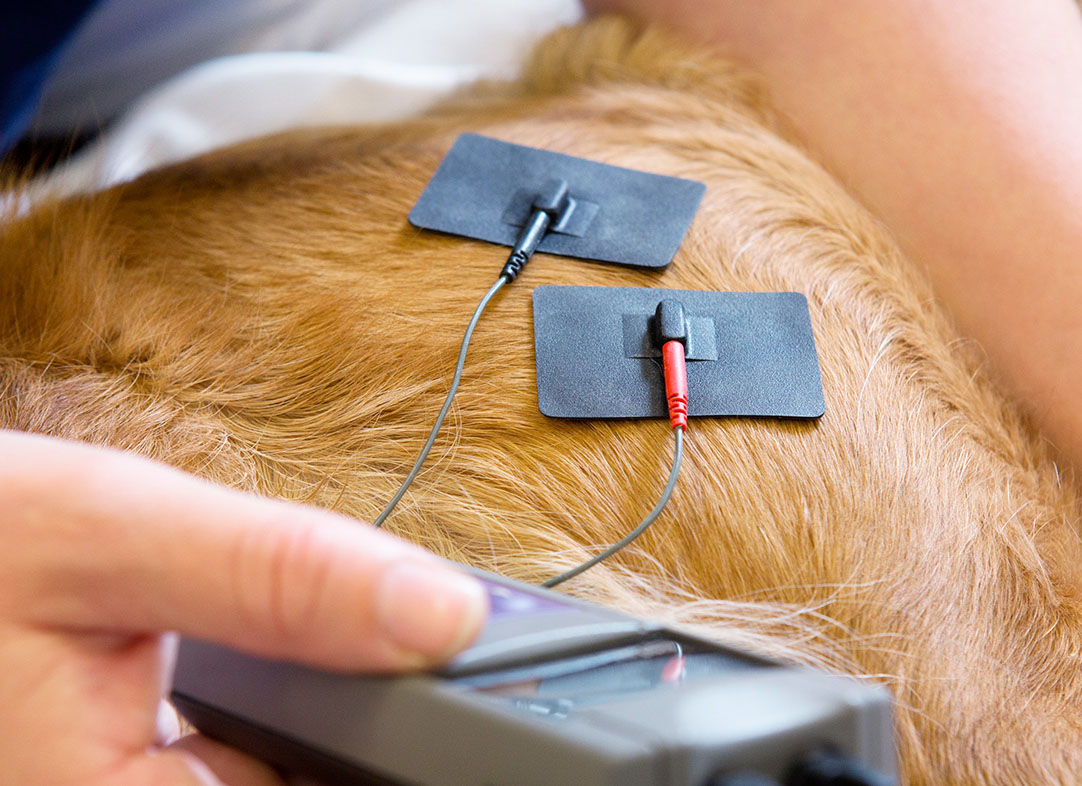 Electroterapia veterinaria | Pet & Vet