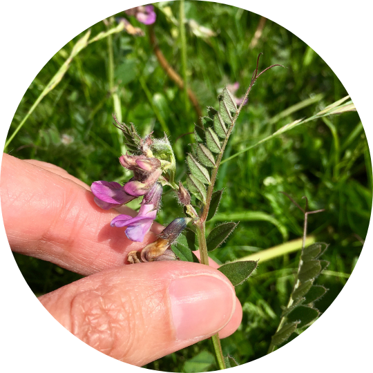 Best Cover Crops for Farms and Ranches - FarmRaise
