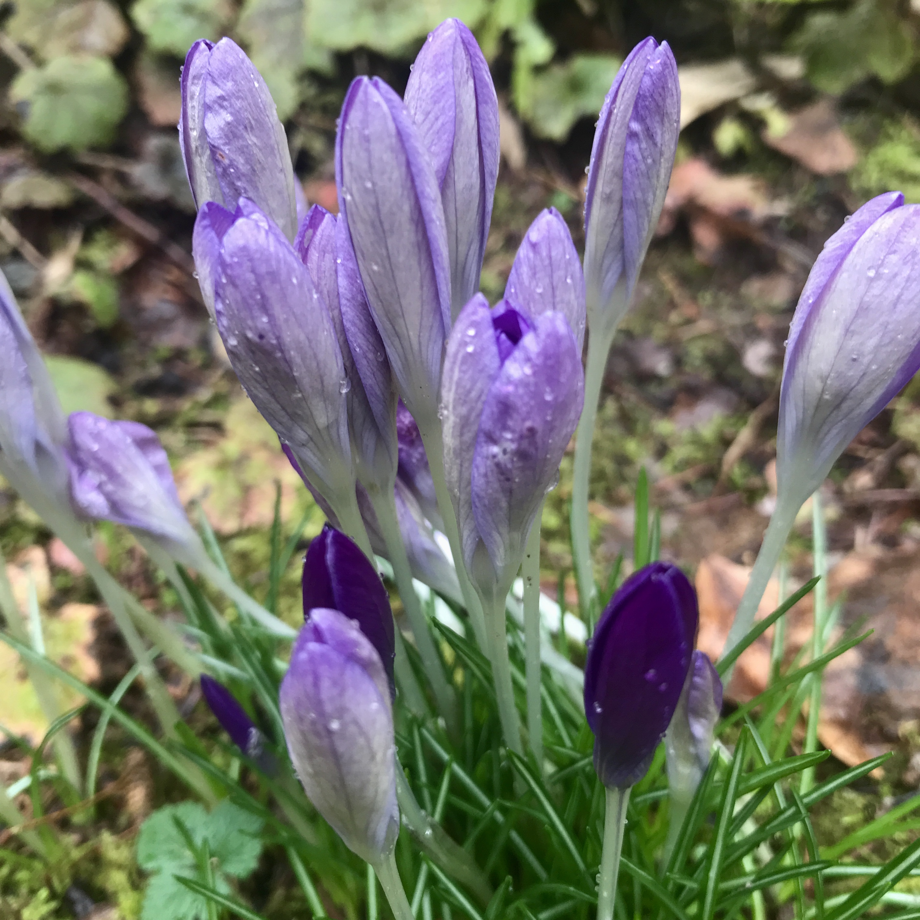 Home [www.leachgarden.org]