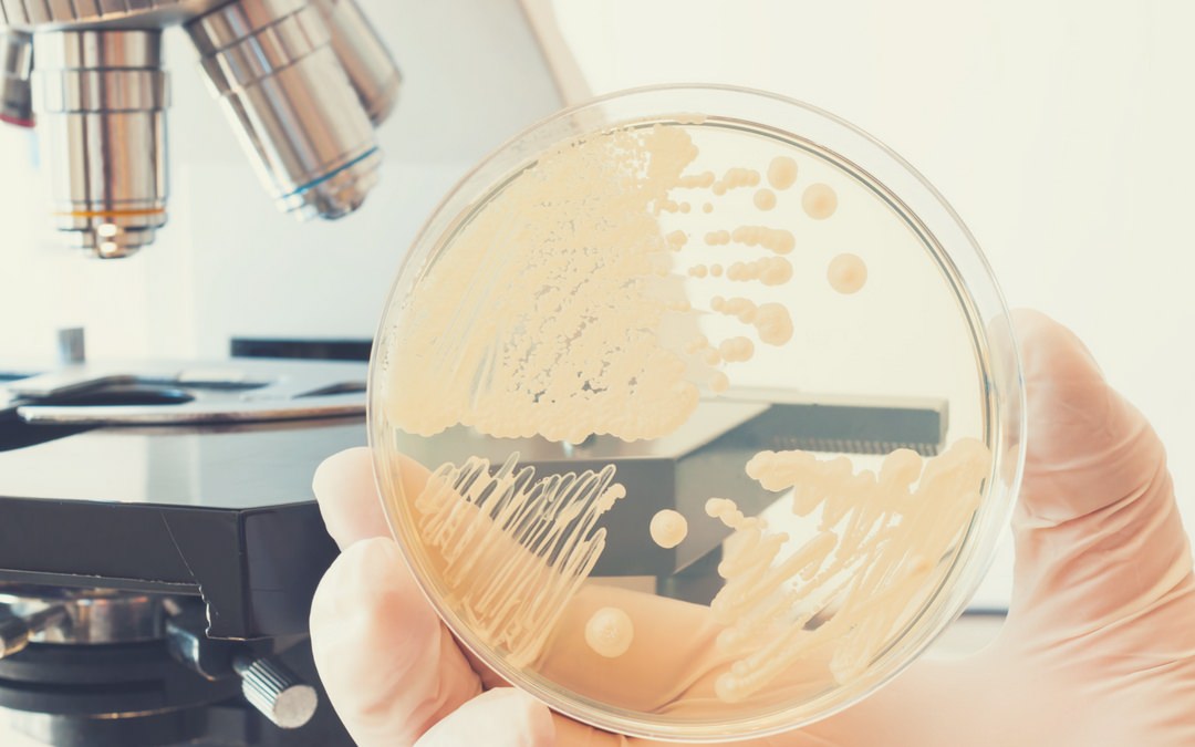 A Little Science Behind Fungal Infections and Yeast Overgrowth ...