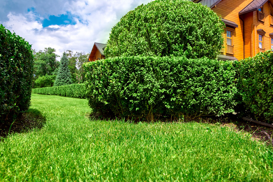 Turf Maintenance | Tree and Shrub Spray | Black Diamond Pest Control