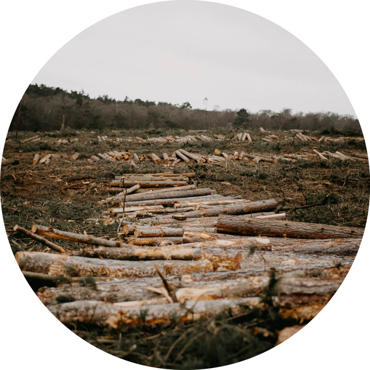 Plantd | Carbon Negative Building Materials