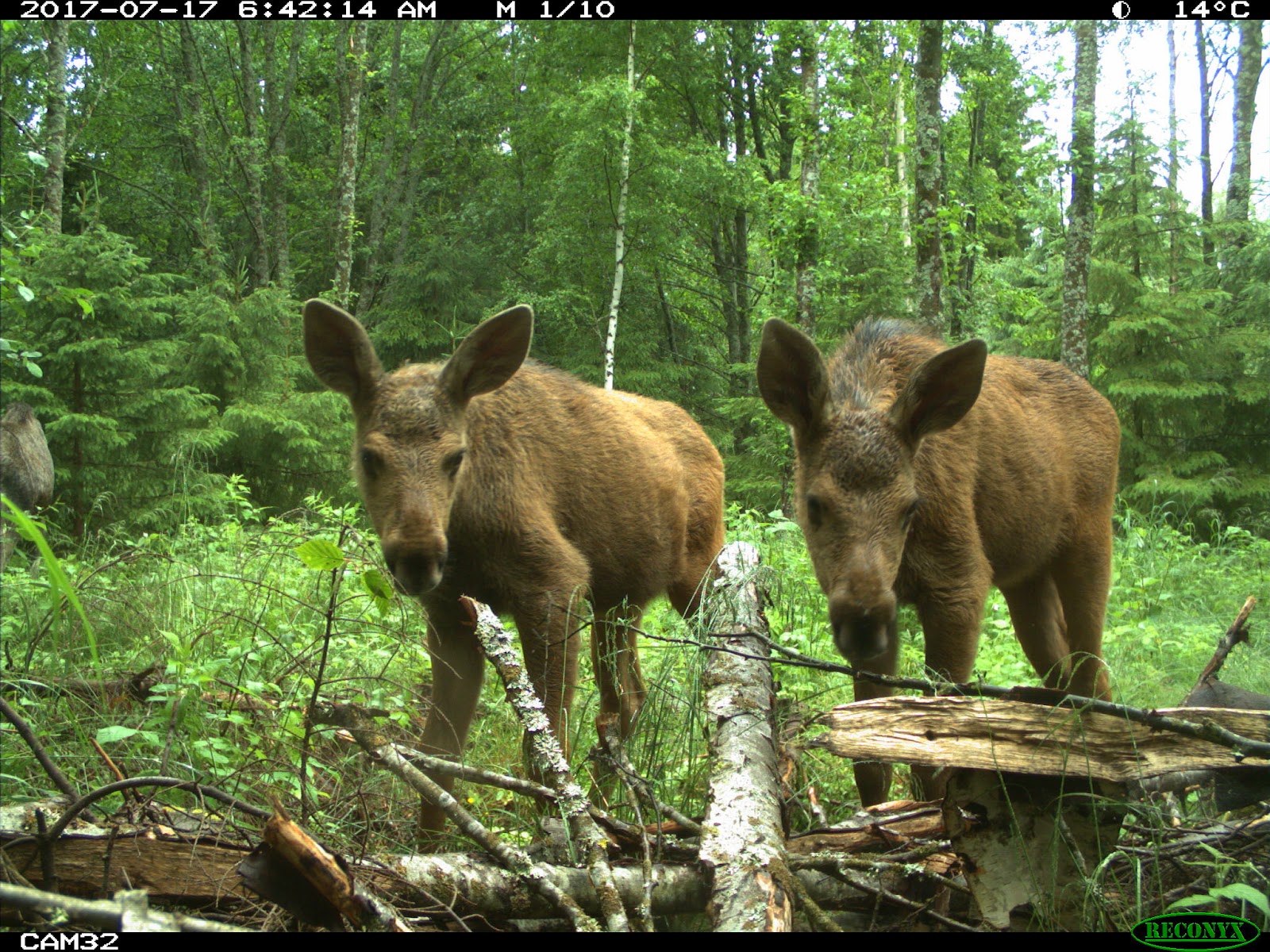 Solving automated wildlife taxonomy with AI