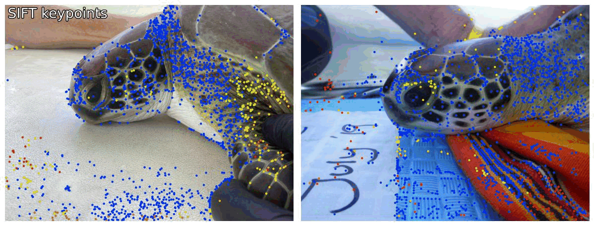 Tracking Turtles: How AI helps conservationists to re-identify sea turtles