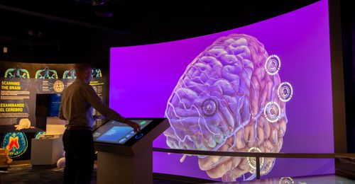 Large-Scale Exhibits Create Uniquely Immersive Journeys Into the Human ...