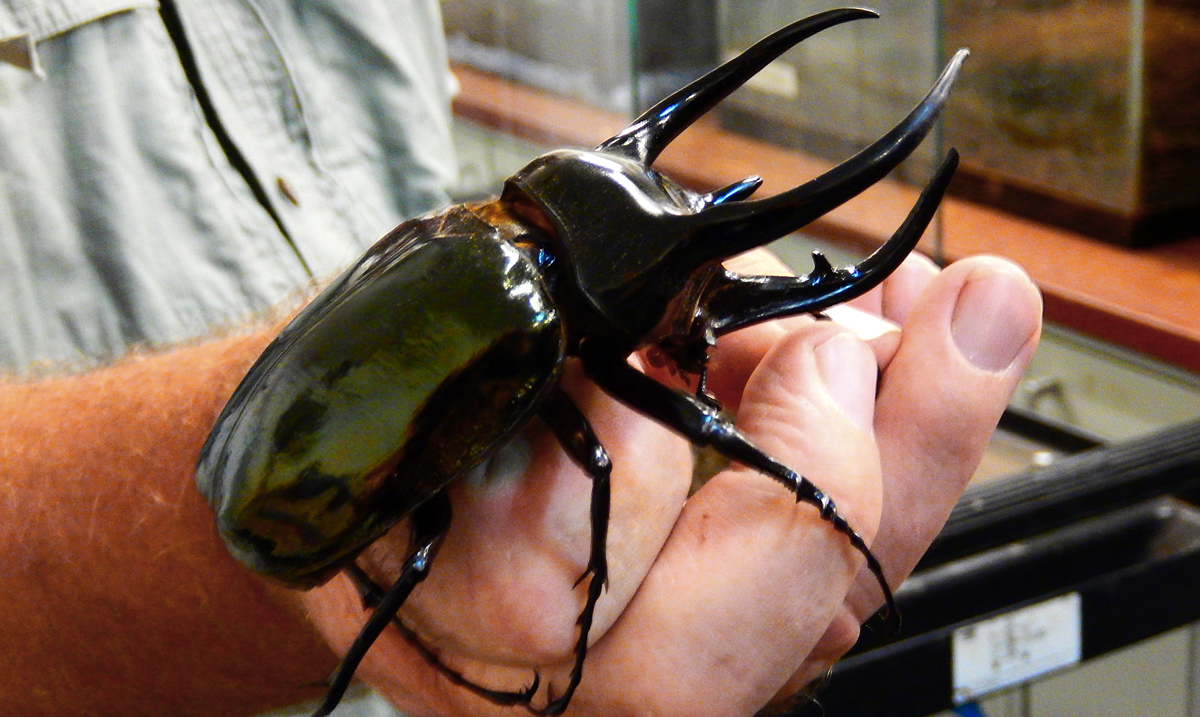 Be a Bug Interactive for the ABQ BioPark