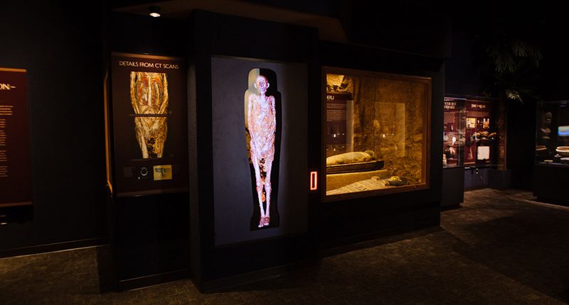 Life-Sized Mummy CAT Scan Exhibit