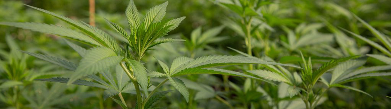 Types of Cannabis | NETA Recreational & Medical Marijuana Dispensaries