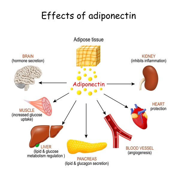 Trait: Adiponectin levels (ADIPOQ) | FitnessGenes®