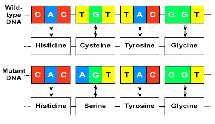 Trait: Bitter taste sensitivity | FitnessGenes®