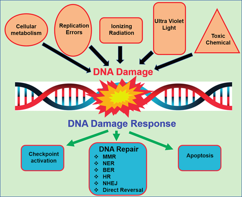 Trait: ATM and DNA damage | FitnessGenes®