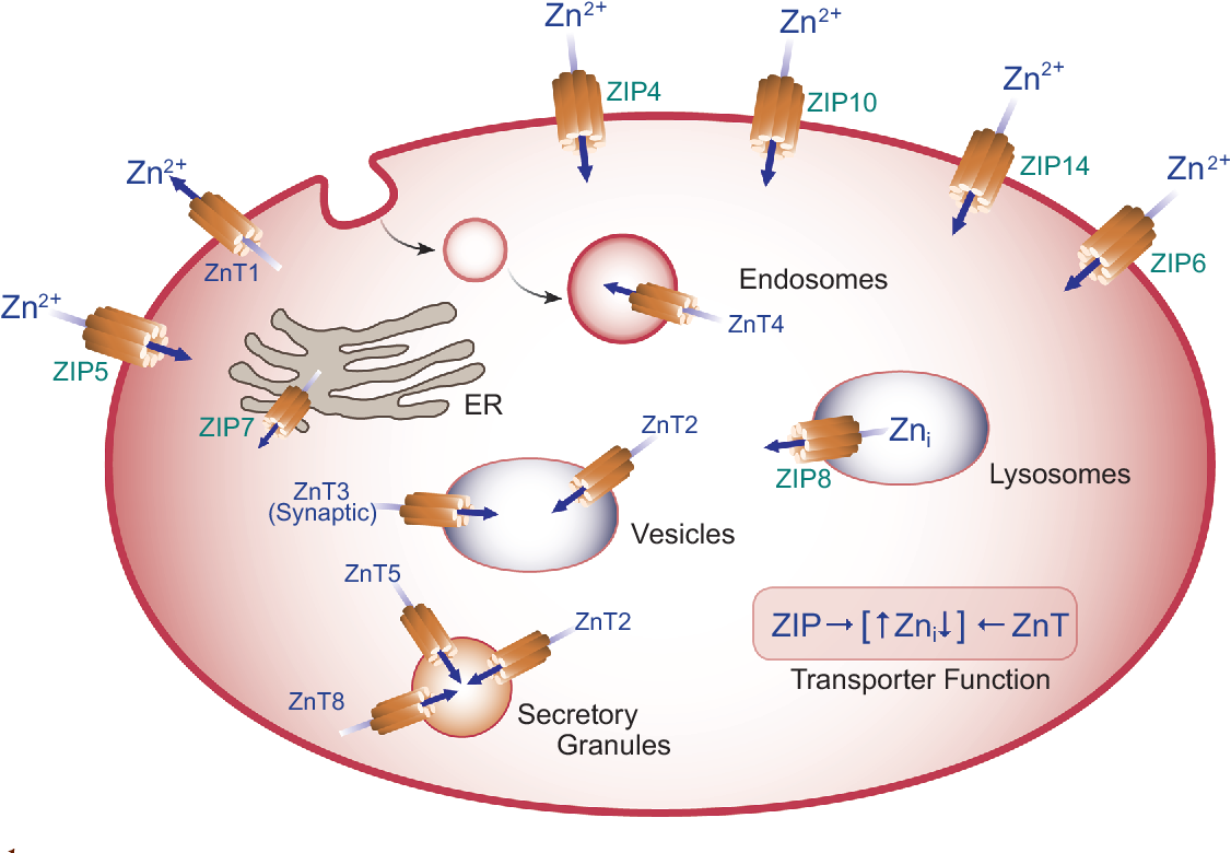 Trait: Zinc and insulin secretion (SLC30A8) | FitnessGenes®