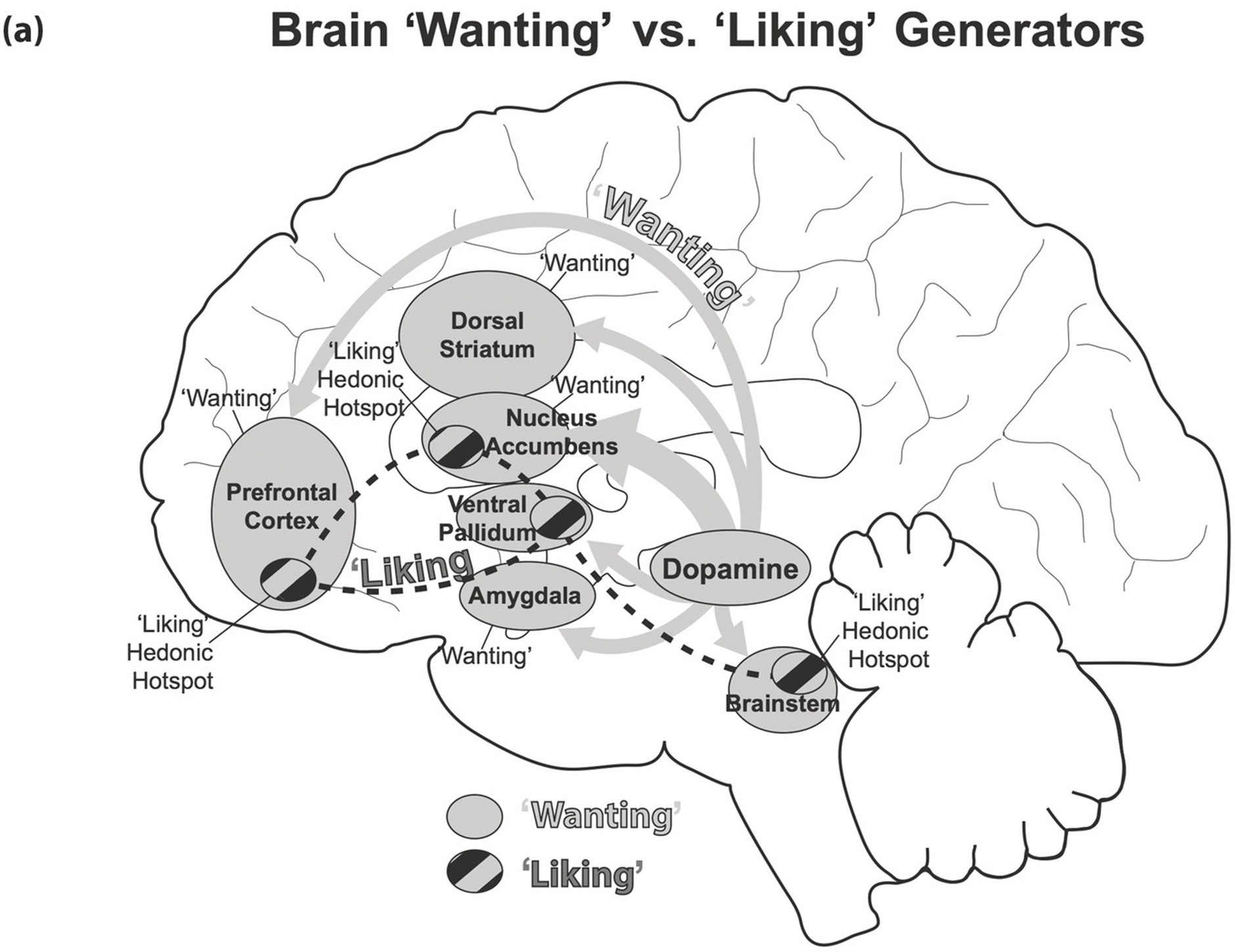 Trait: Dopamine and impulsive eating (DRD2) | FitnessGenes®