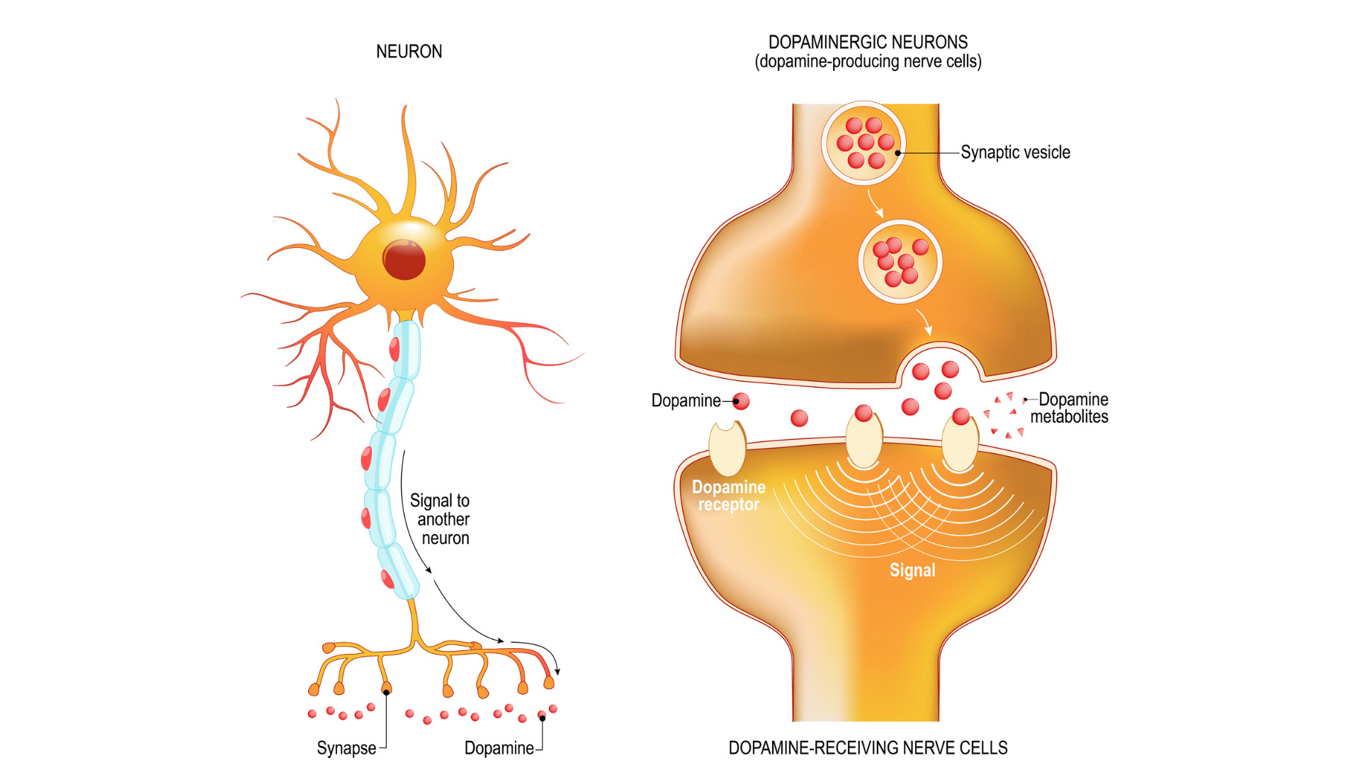 Trait: Dopamine and impulsive eating (DRD2) | FitnessGenes®