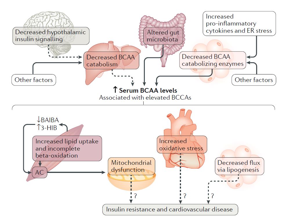 Trait: BCAA breakdown | FitnessGenes®