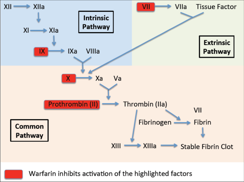 Trait: Vitamin K Breakdown | FitnessGenes®