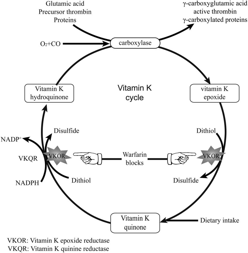 Trait: Vitamin K Breakdown | FitnessGenes®