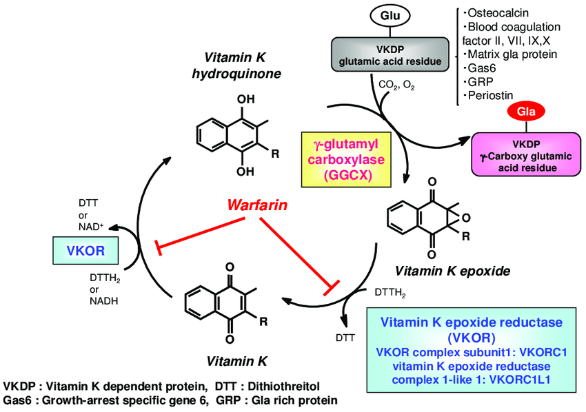Trait: Vitamin K Breakdown | FitnessGenes®