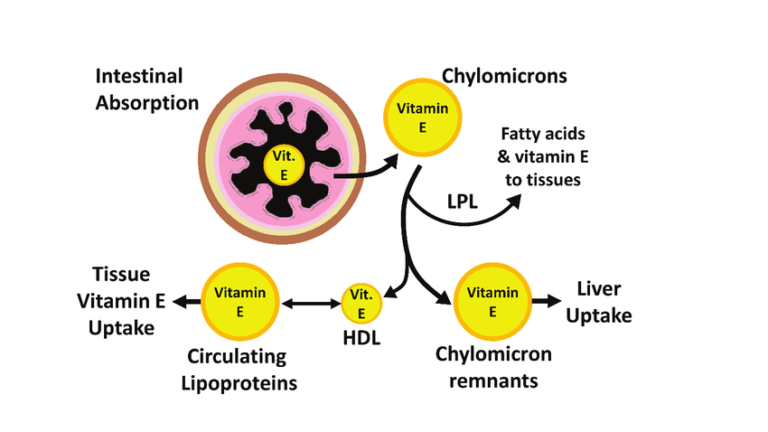 Trait: Vitamin E Breakdown | FitnessGenes®