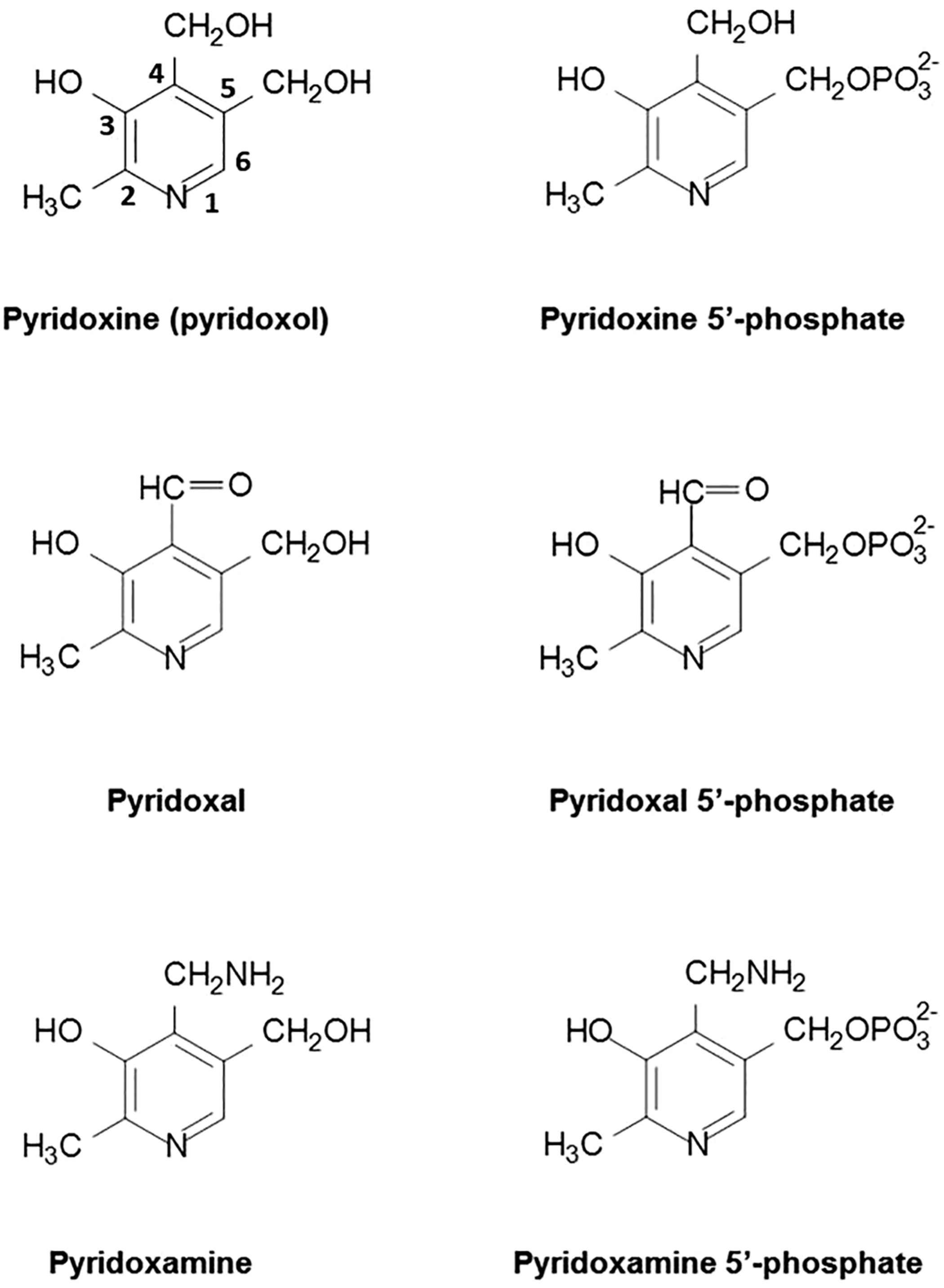 Trait: Vitamin B6 Level | FitnessGenes®