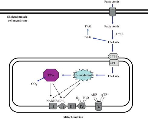 Trait: Fat Metabolism (β-oxidation) | FitnessGenes®