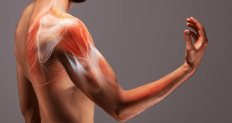 Trait: Muscle Damage (TNF-α) | FitnessGenes®