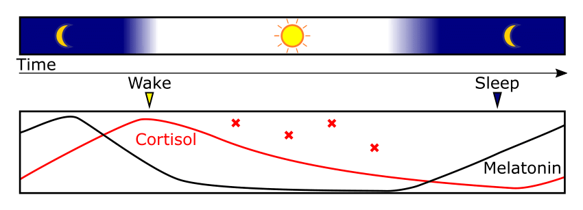 Trait: Sleep/Wake Cycle | FitnessGenes®