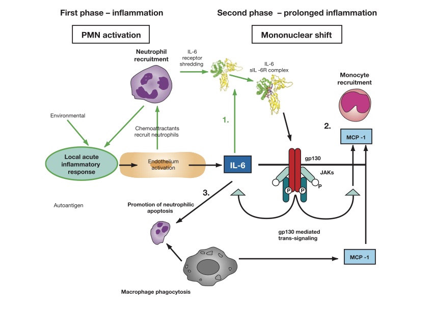 Trait: Inflammation and IL-6 | FitnessGenes®