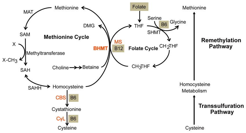 Trait: Betaine Requirement | FitnessGenes®