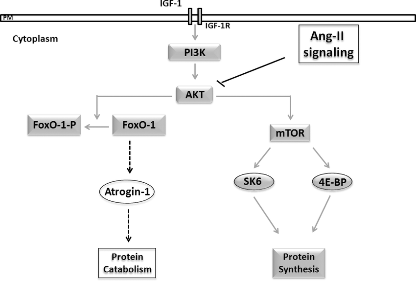 Trait: Muscle Growth (IGF-1) | FitnessGenes®