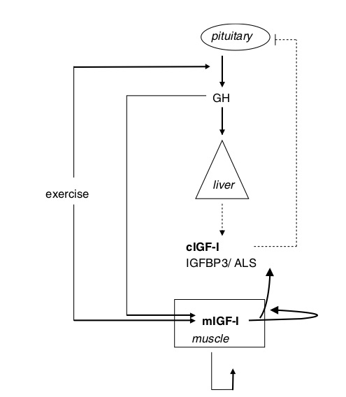 Trait: Muscle Growth (IGF-1) | FitnessGenes®