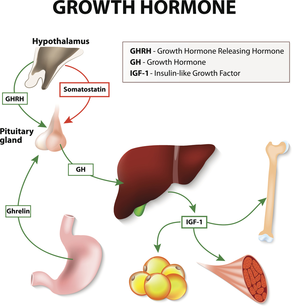 Trait: Muscle Growth (IGF-1) | FitnessGenes®