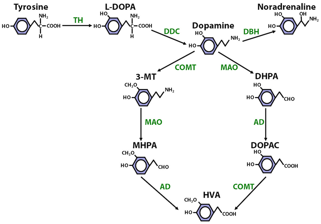 Trait: Dopamine Metabolism (MAO) | FitnessGenes®
