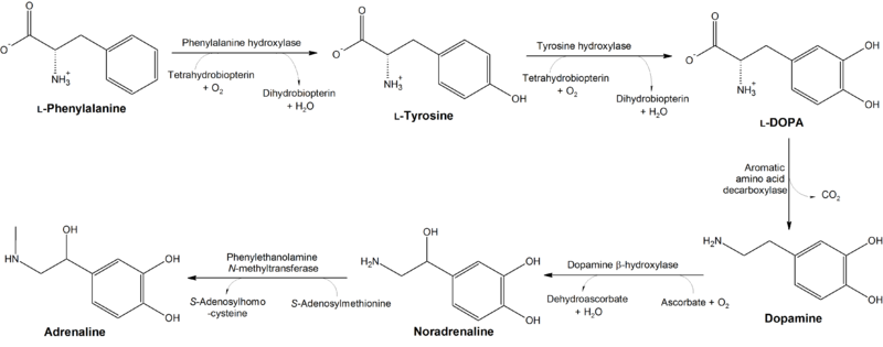 Trait: BH4 Synthesis and Recycling | FitnessGenes®