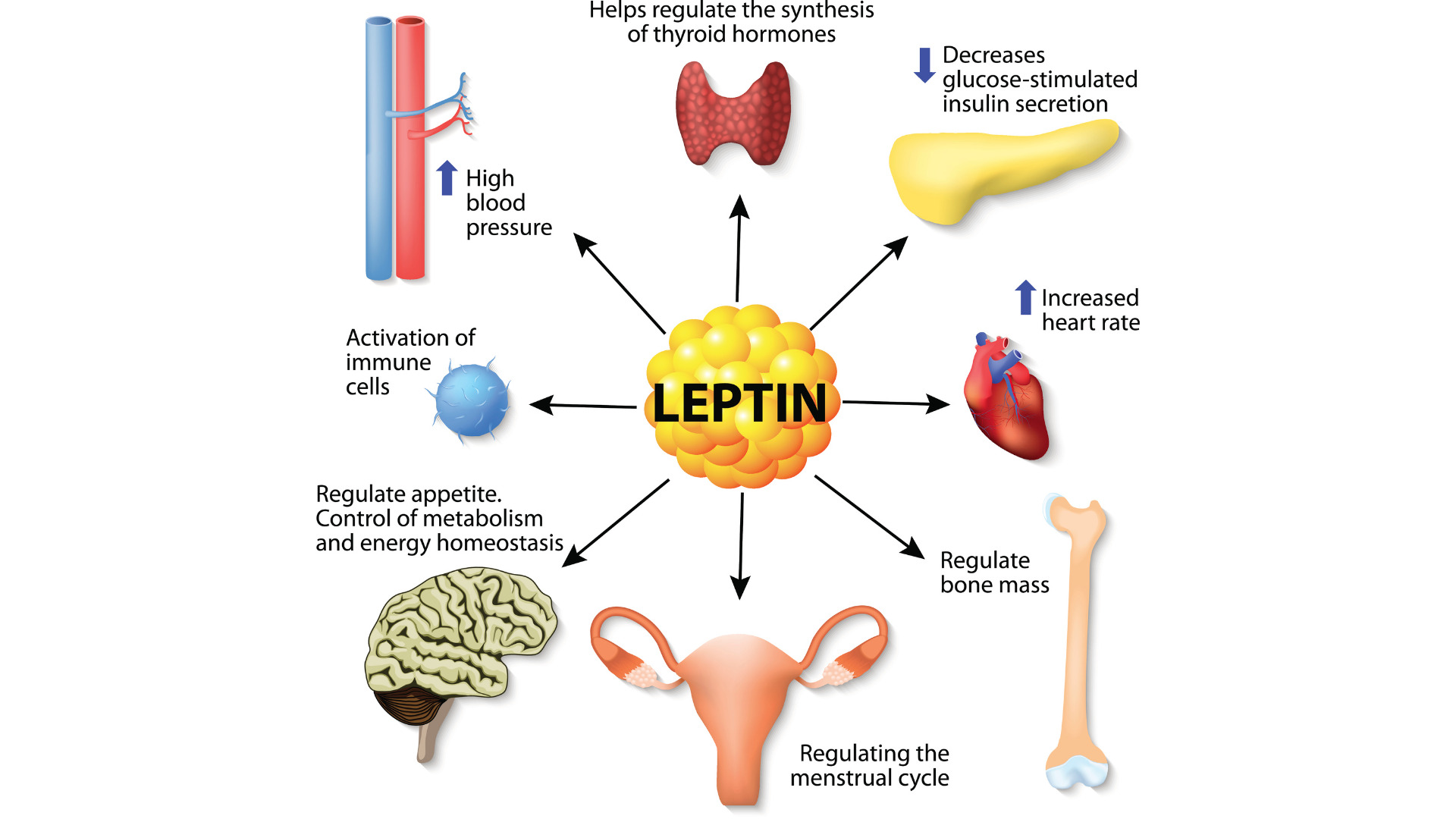 Trait: Leptin Resistance | FitnessGenes®