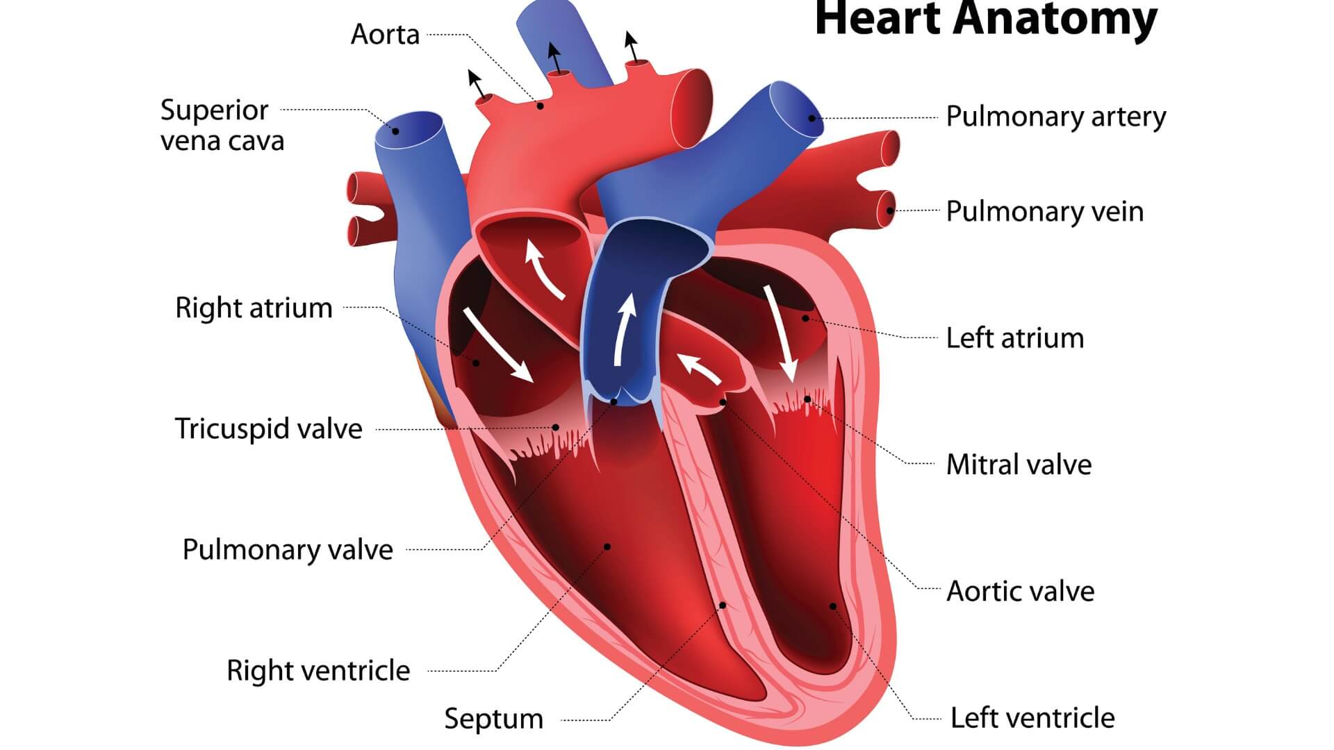 5 effects of exercise on your heart | FitnessGenes®