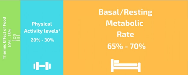 How your resting metabolic rate impacts your body composition ...