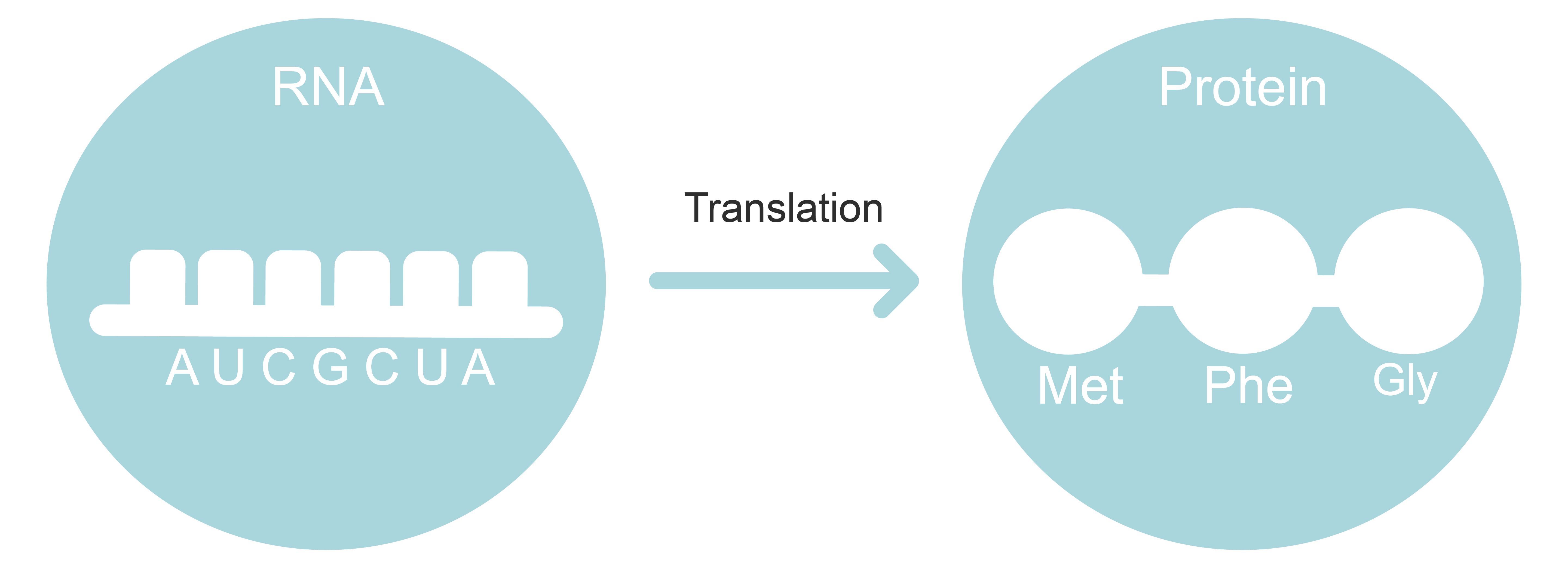 The role and function of DNA | FitnessGenes®