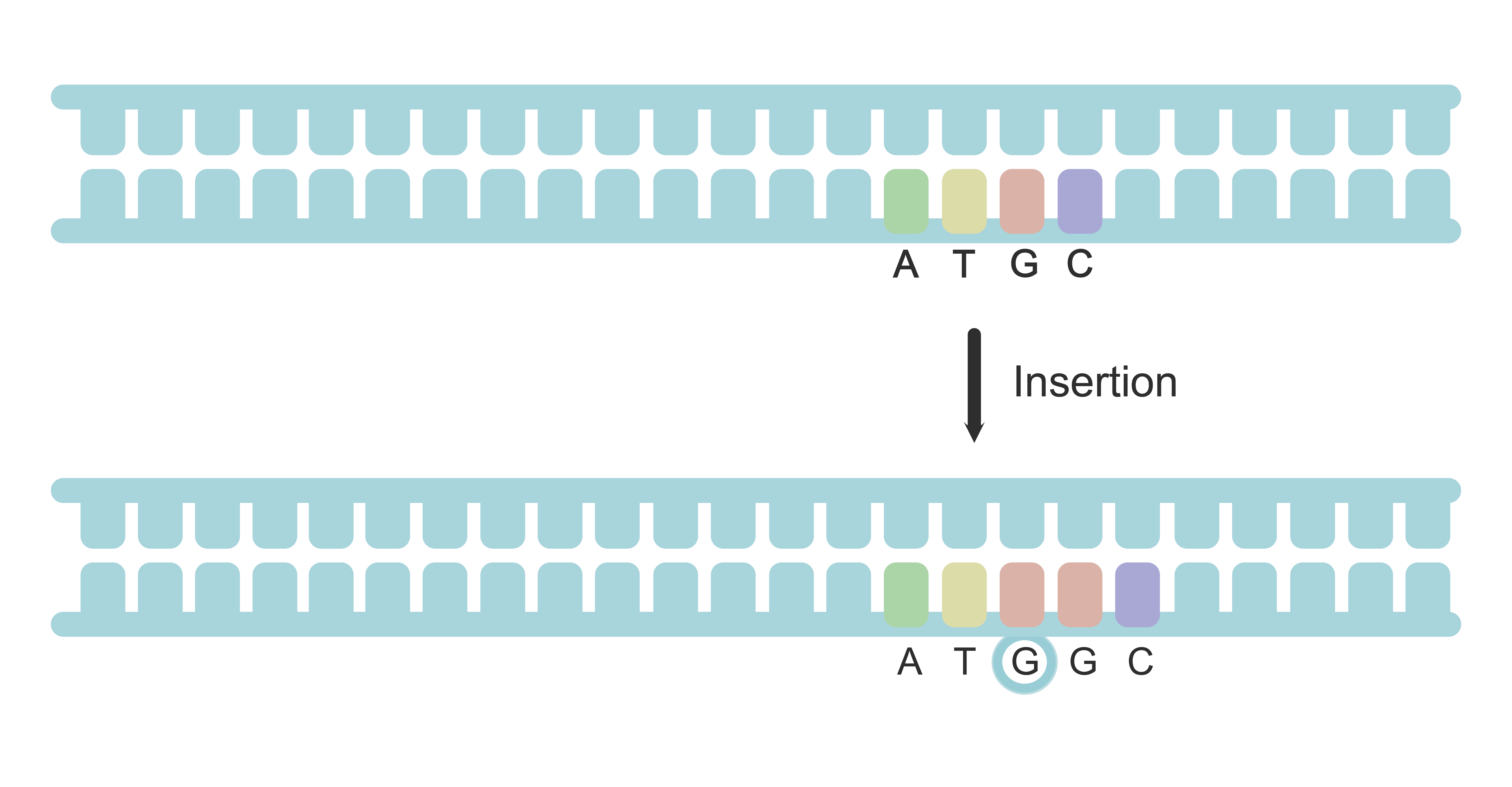 What is genetic variation and how does it occur? | FitnessGenes®