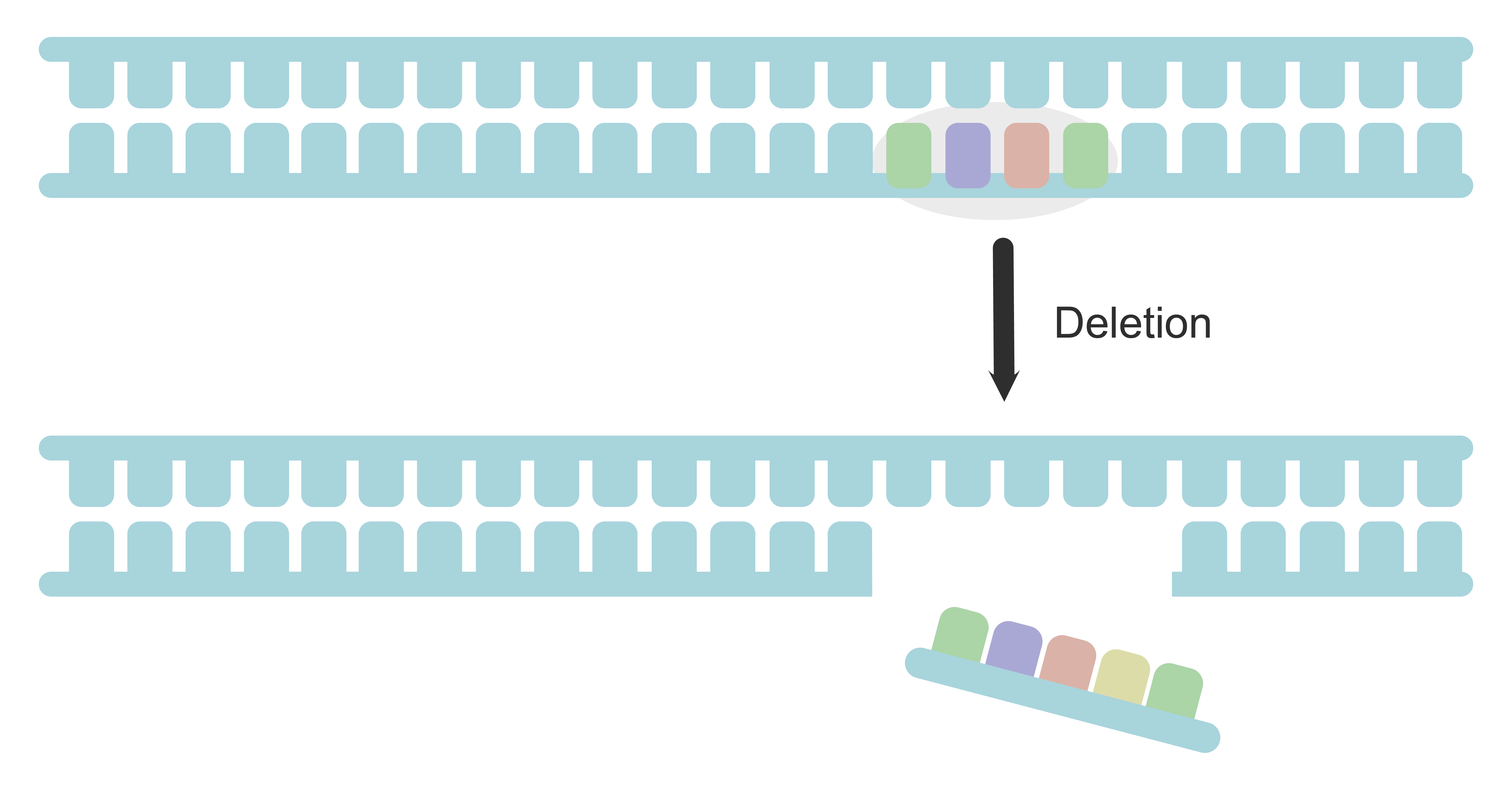 What is genetic variation and how does it occur? | FitnessGenes®