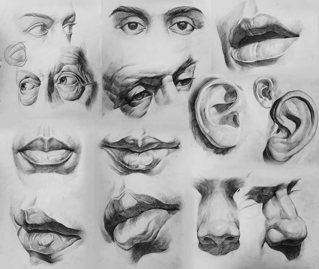 Facial Structure: Feature by Feature - Online Art Courses