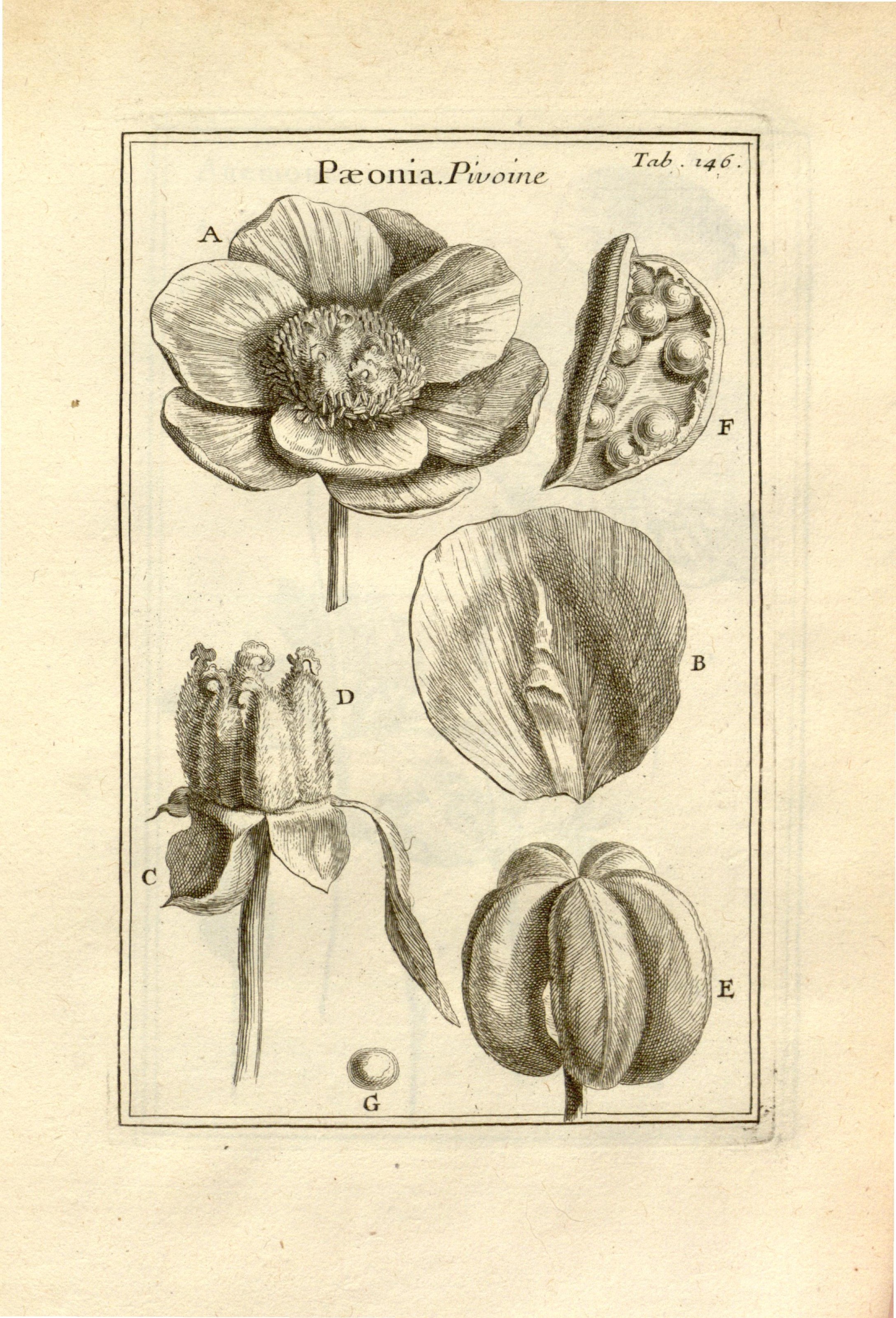 Botanical Flower Illustrations in Pen and Ink - Online Art Courses