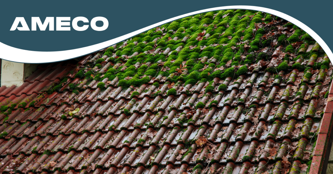 Moss on Roof Tiles: Ways of Removing Moss From Roof Tiles | AMECO Solar ...