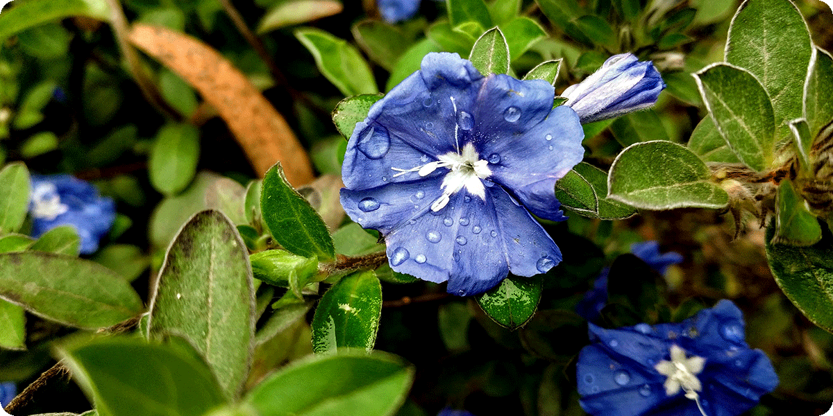 Blog: Updates and Inspiration from the Revival