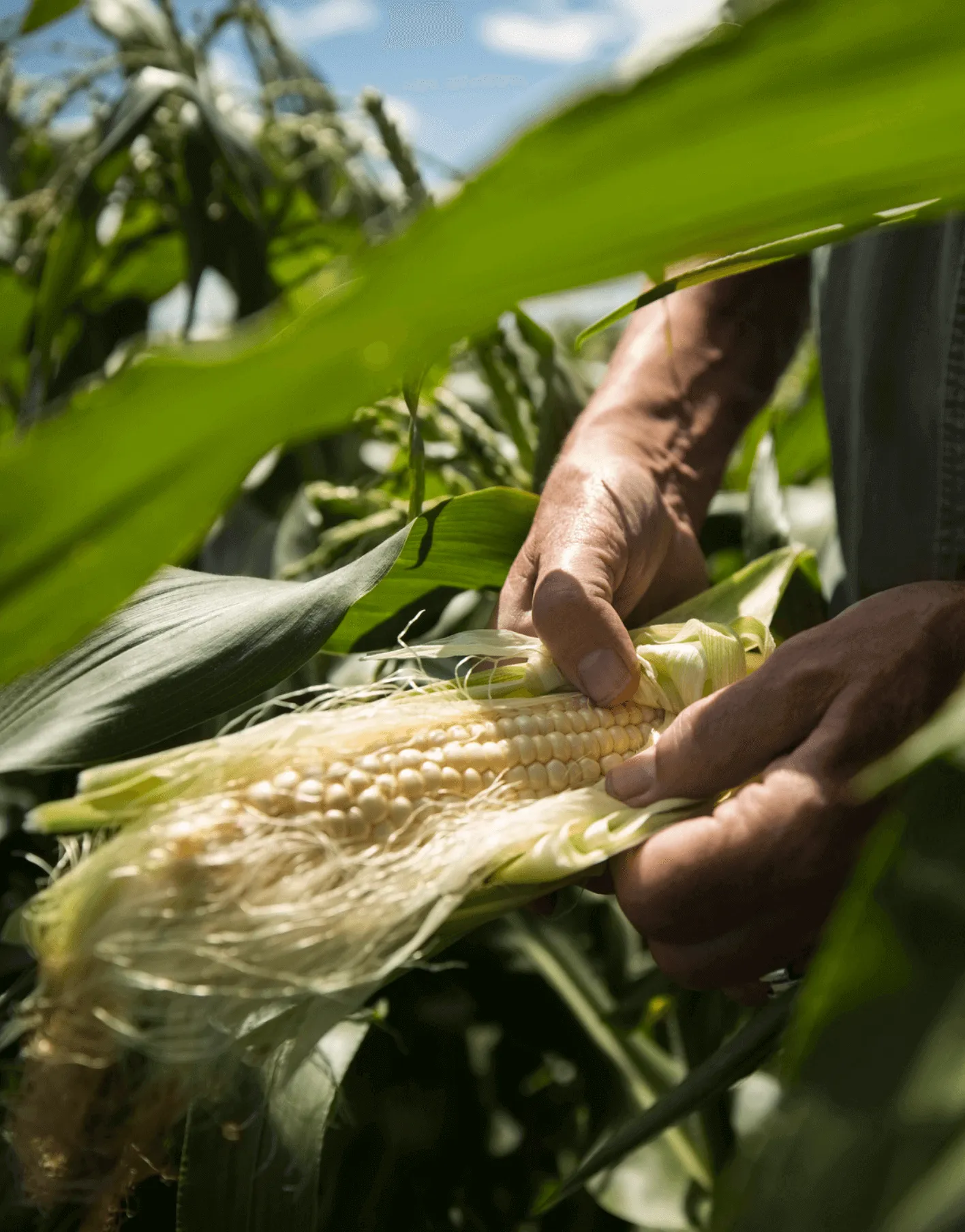 Maize - Pakistan Agriculture Research (PAR)