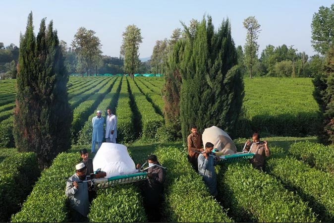 Tea Farming in Pakistan: Exploring the Untapped Potential - PAR